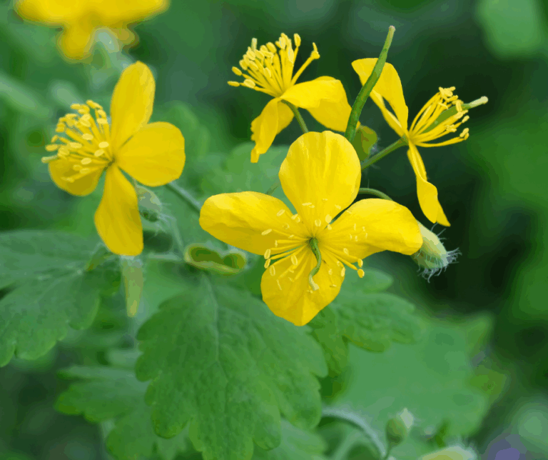 La chélidoine (Chelidonium majus) : bienfaits, usages et précautions ...